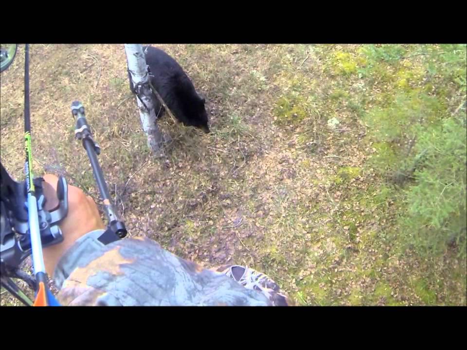 Tony Purler bear hunt - YouTube