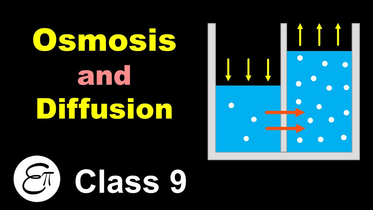 Osmosis And Diffusion The Fundamental Unit Of Life 3 For Class osmosis-and-diffusion-the-fundamental-unit-of-life-3-for-class