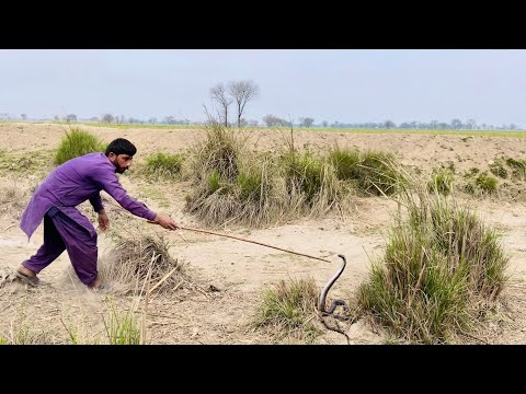 Man working come big cobra naag come sajjad jogi catching very big ...