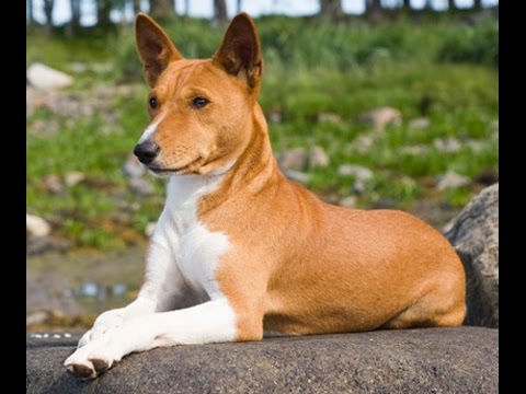 İtlərin Bilmədiyiniz 21 Bilgisi (Dog Interesting About)