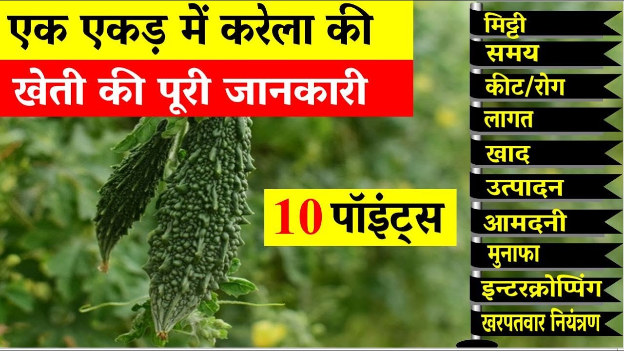 करेला की खेती कब और कैसे करें | Karela ki kheti kaise karen | Karela ki ...