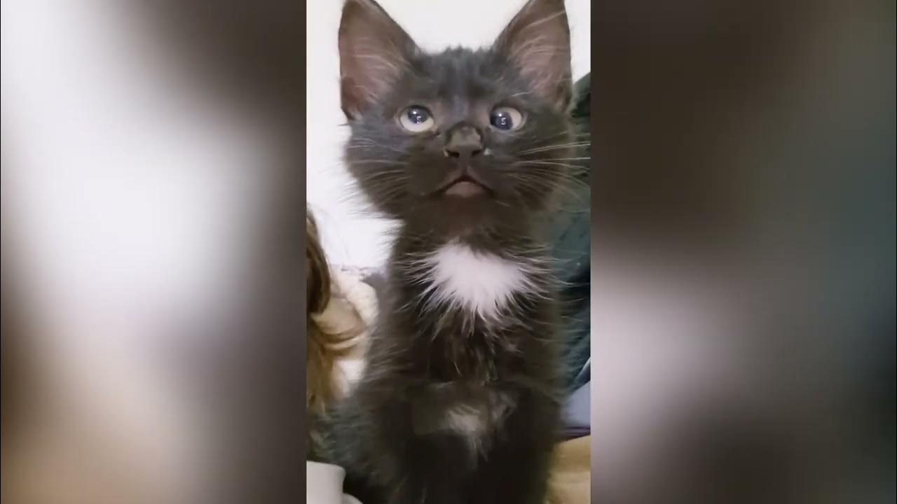 Confused Cross Eyed Cat Original Meme Template - YouTube