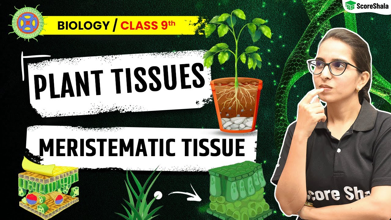Plant Tissues - Meristematic Tissue | Tissues Class 9 - Biology Chapter ...