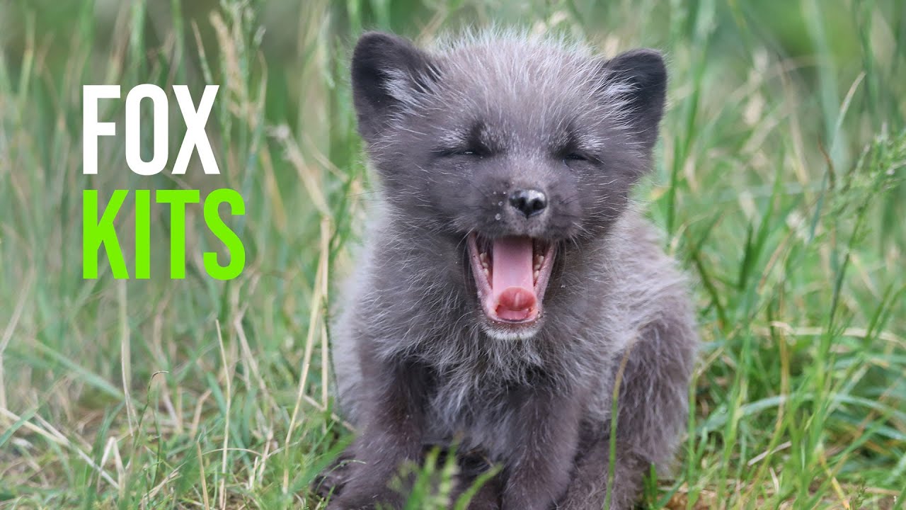 Five Arctic Fox Cubs Born At Highland Wildlife Park YouTube five-arctic-fox-cubs-born-at-highland-wildlife-park-youtube