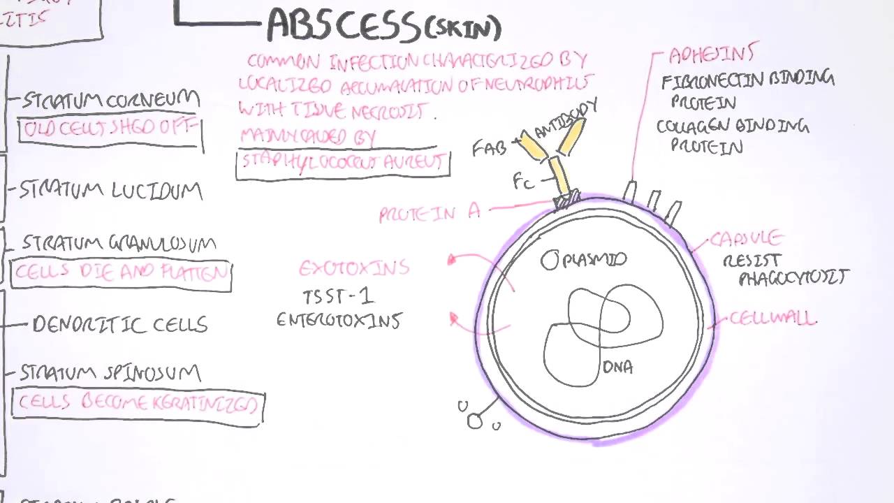 Microbiology Staphylococcus Aureus and Skin Abscess - YouTube