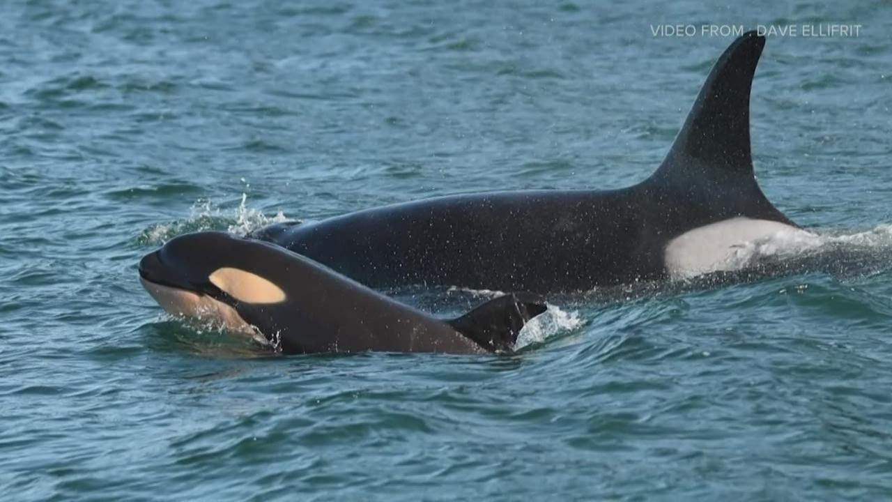 Chinook salmon are key to Northwest orcas all year, study says - YouTube
