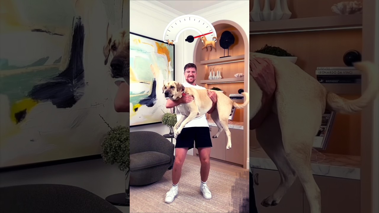 #comedy #cutedog #goldenretriever #pets #prank #foryou #funny #mrbeast ...