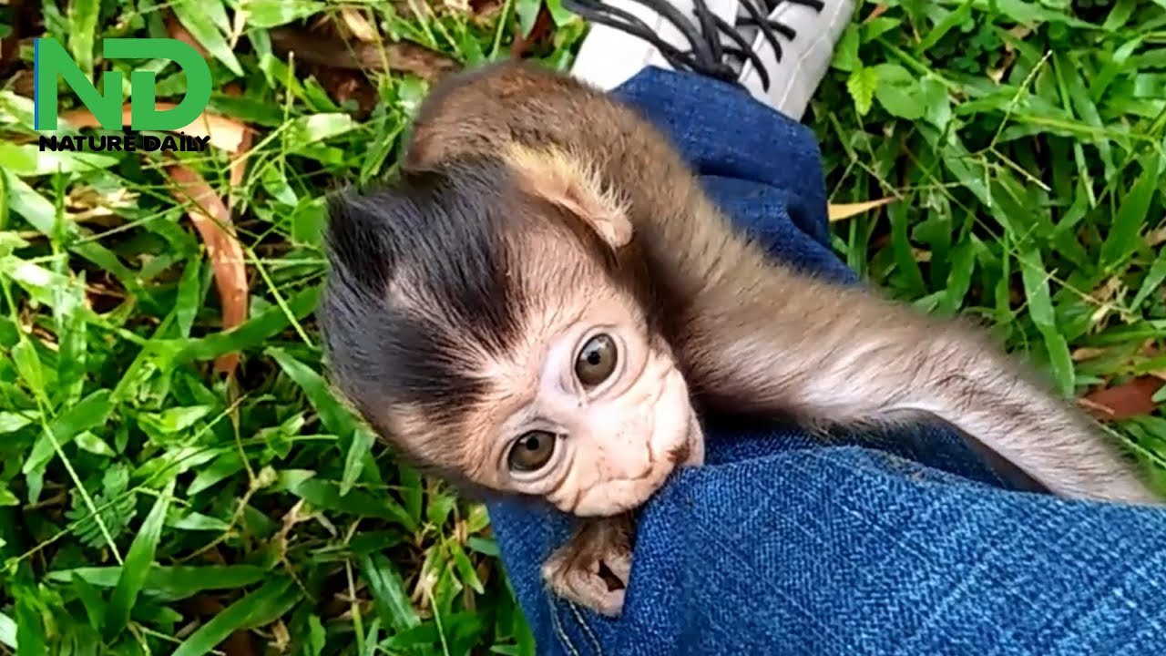 Baby Bree make her mouth muddy dirt, Poor little baby monkey want to ...