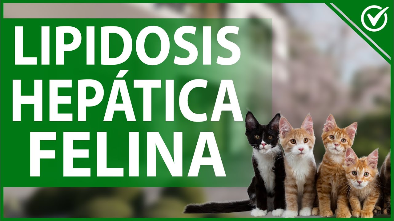 🐱 ¿Qué Es la Lipídosis Hepática Felina? Características, Análisis ...