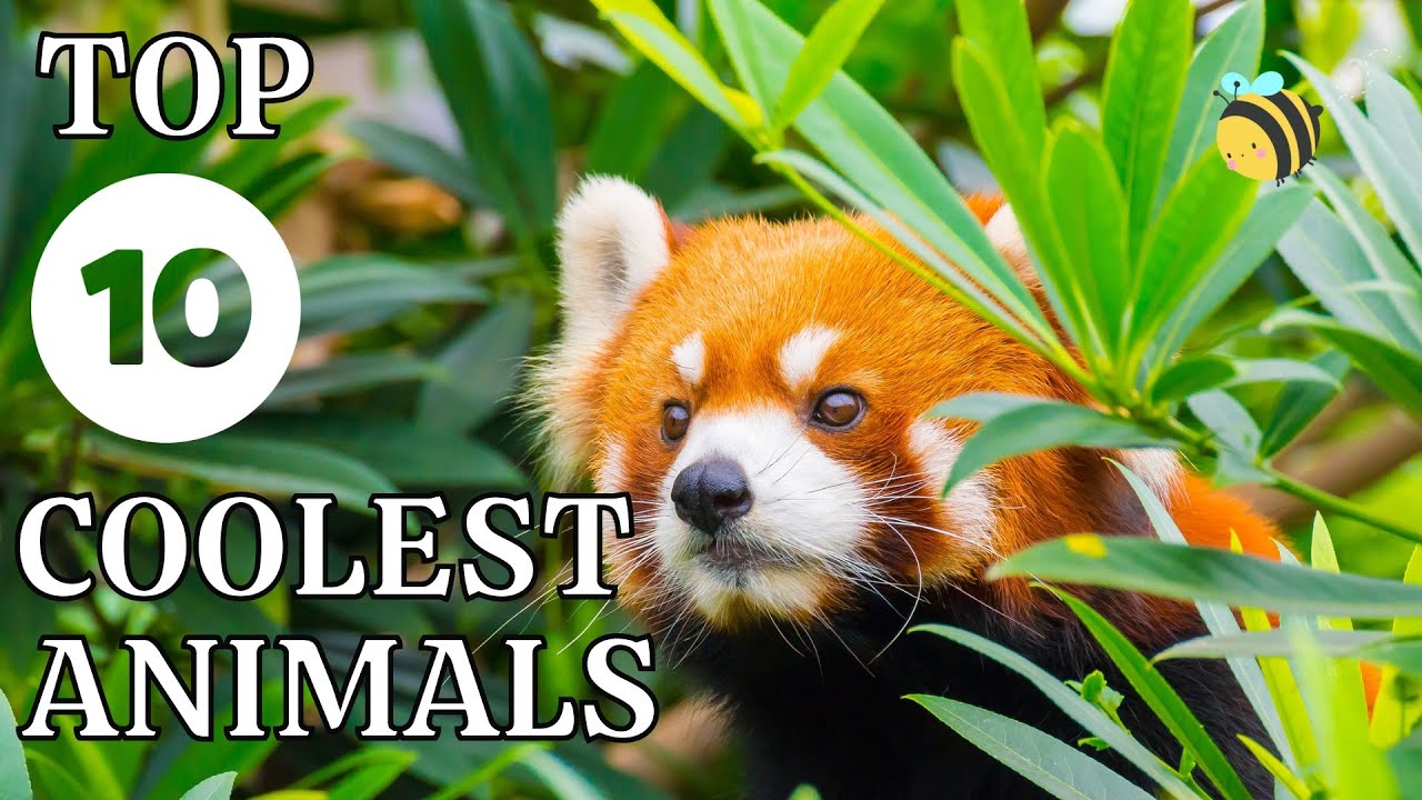 Top 10 Coolest Animals You Won’t Believe Exists - YouTube