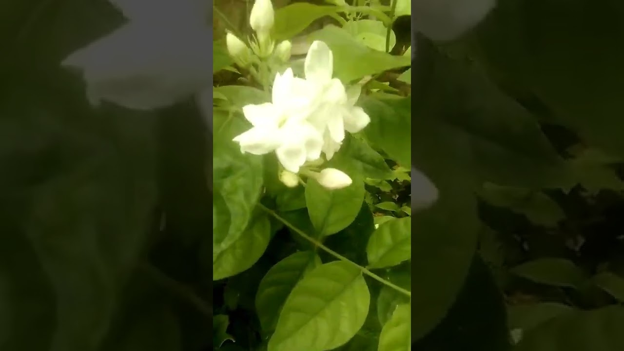Malligai flower ..🌸 - YouTube