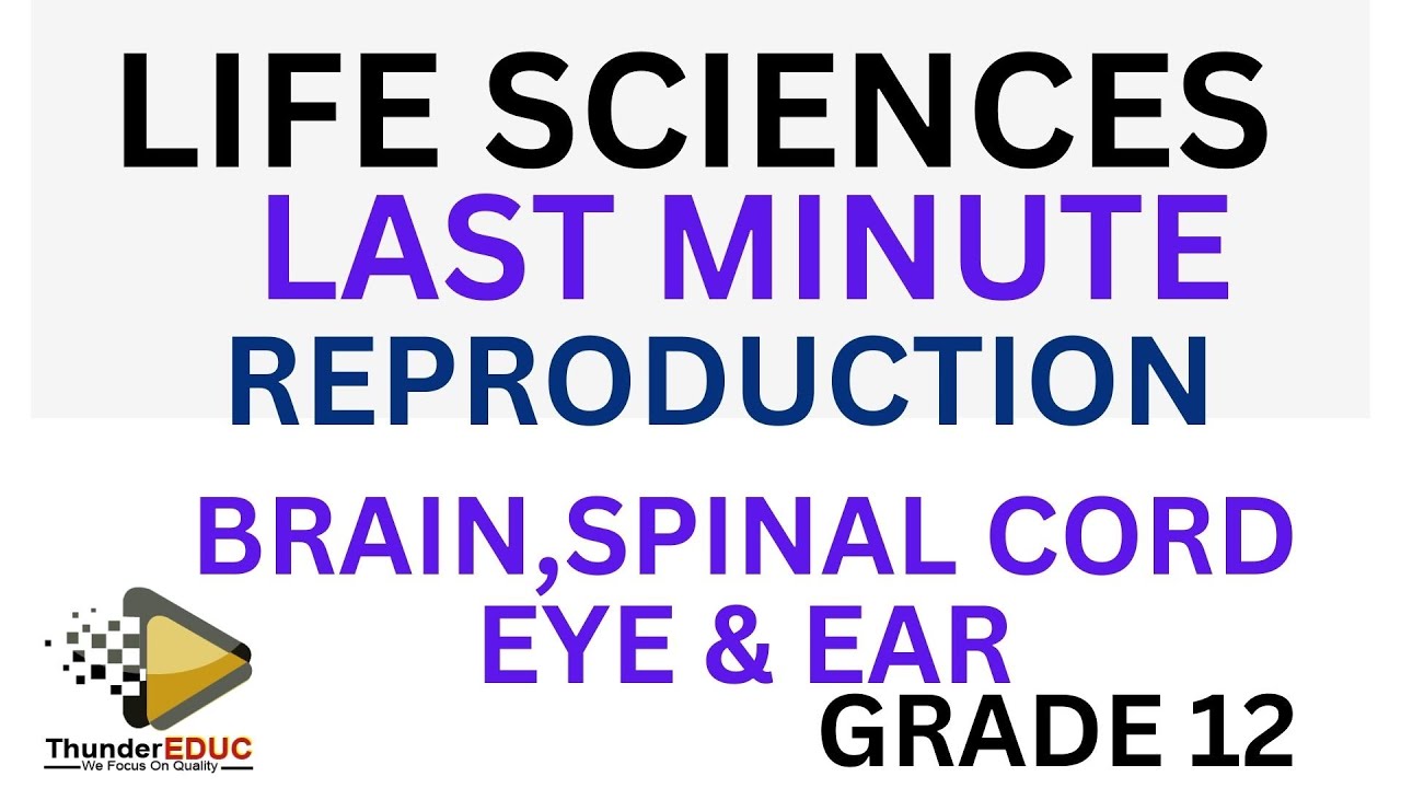LAST MENUTE: LIFE SCIENCES GRADE 12: REPRODUCTION, BRAIN , EYE, EAR ...