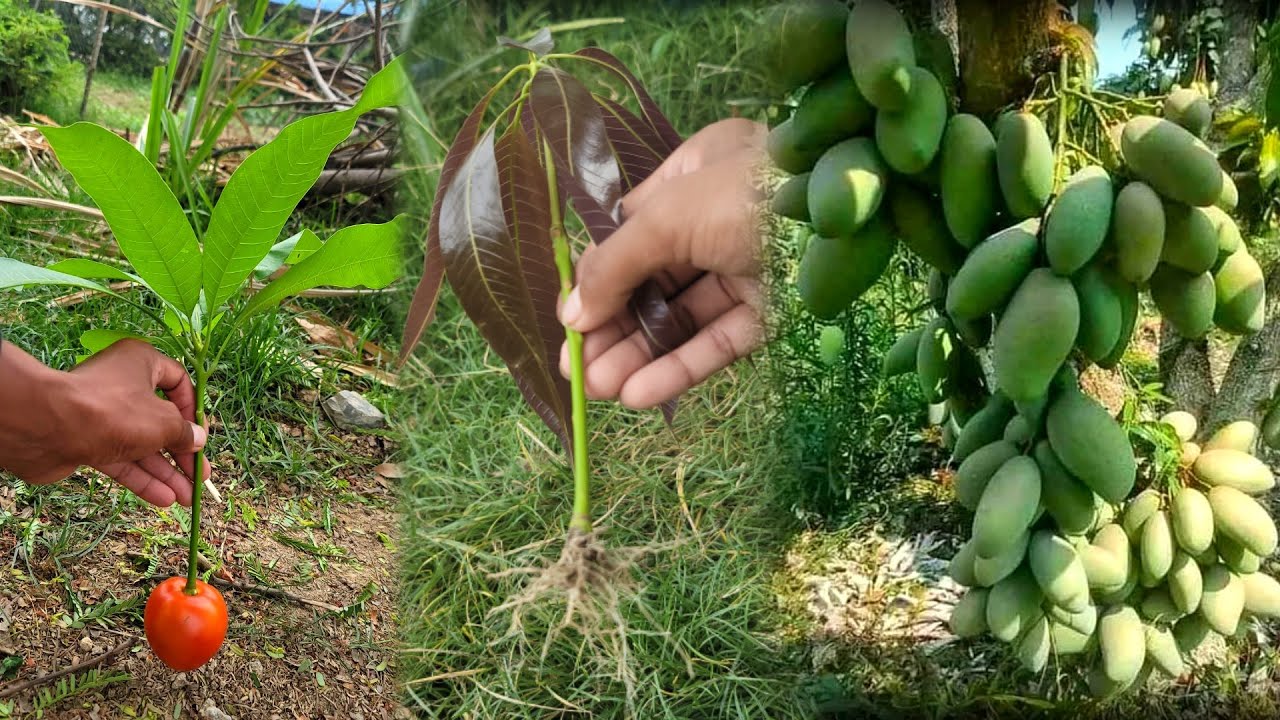How to grow mango trees by cutting tomatoes (according to the new ...