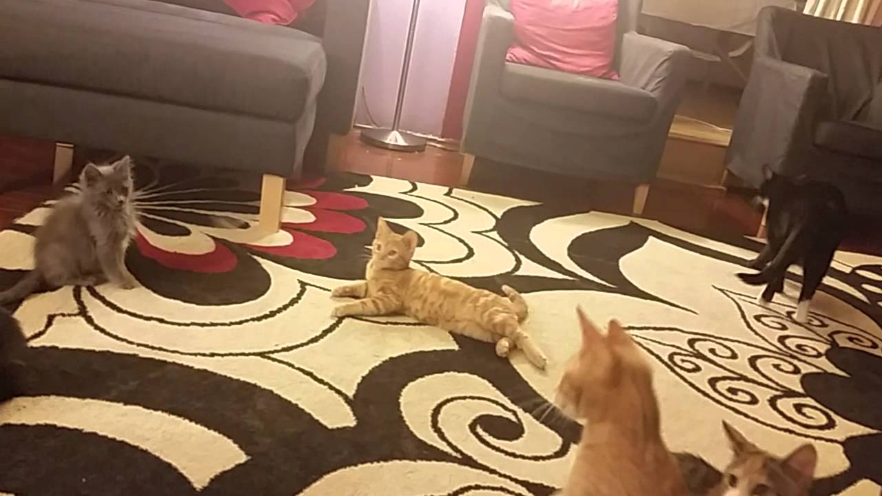 Leaping Kittens - YouTube