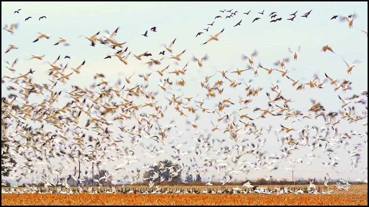 MASSIVE Flock of Snow Geese & Canadian Geese!!! - YouTube
