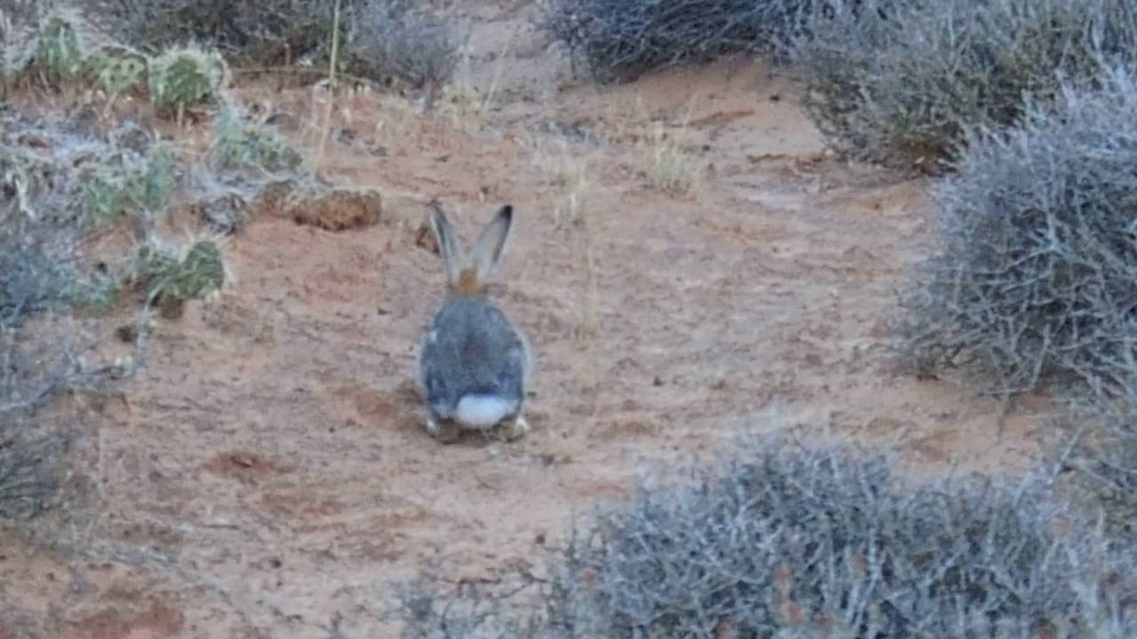 Cottontail Rabbit - Arches National Park - Moab, Utah - YouTube