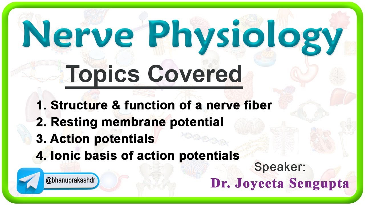 Nerve Physiology 🧠: Structure and function of nerve fibre, RMP, Action potential of Nerve fibre ...