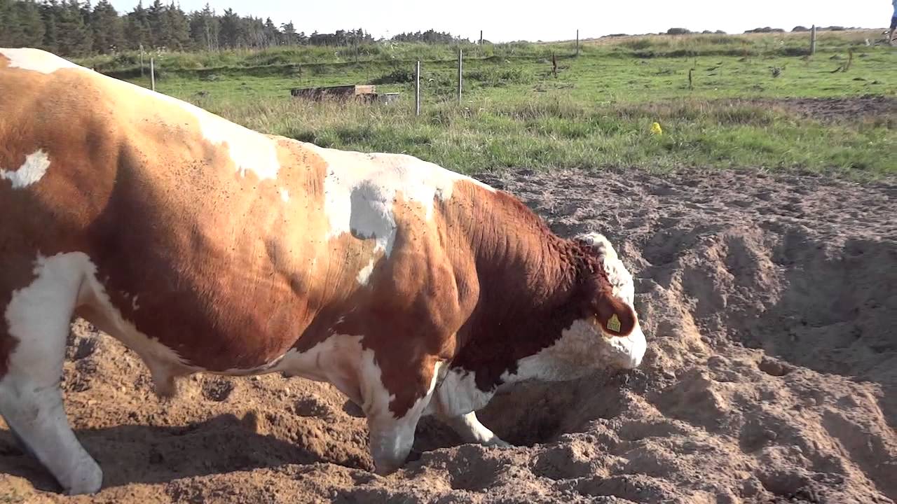 Huge bull in Denmark - YouTube