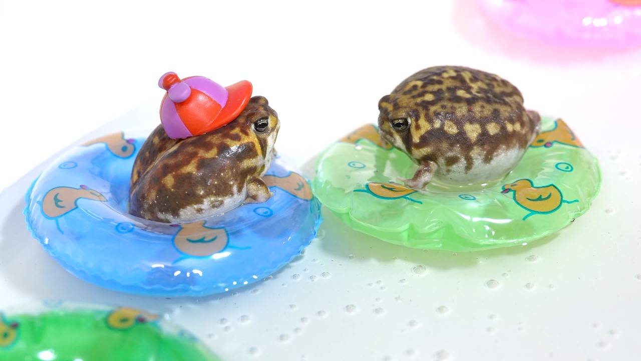 Rain frog family goes to swimming pool on summer vacation🌻 - YouTube