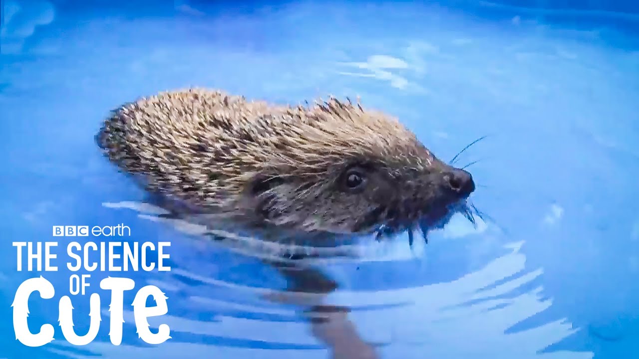 Rescue Hedgehog Goes For His First Swim! | The Science of Cute | BBC ...