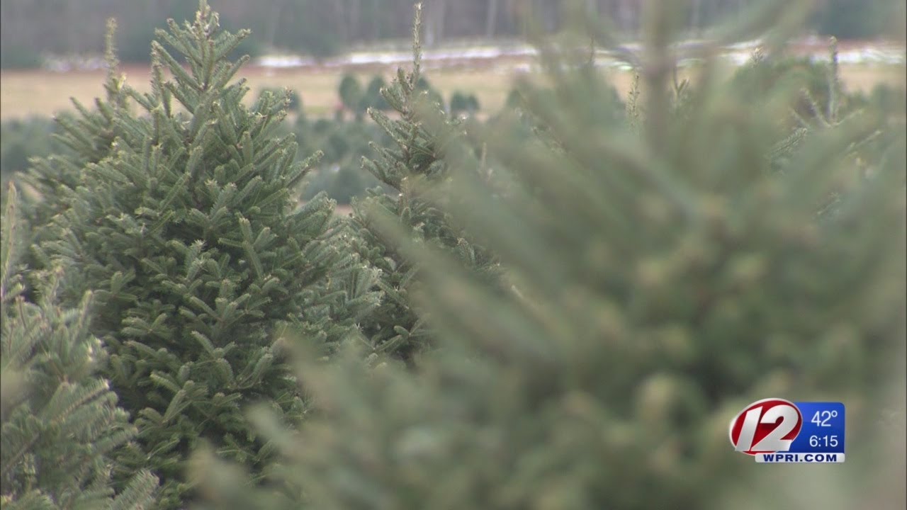 The impact of a hot summer on local Christmas tree crops - YouTube