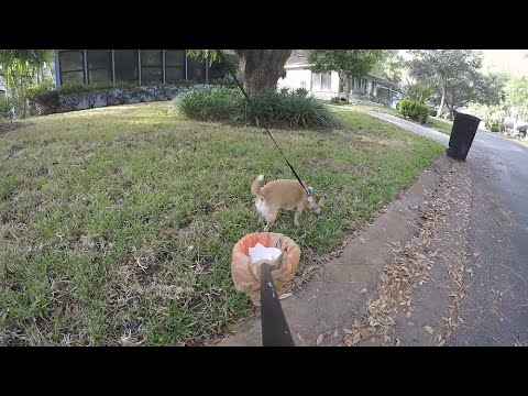 How to construct a dog poop trap [Updated Guide]