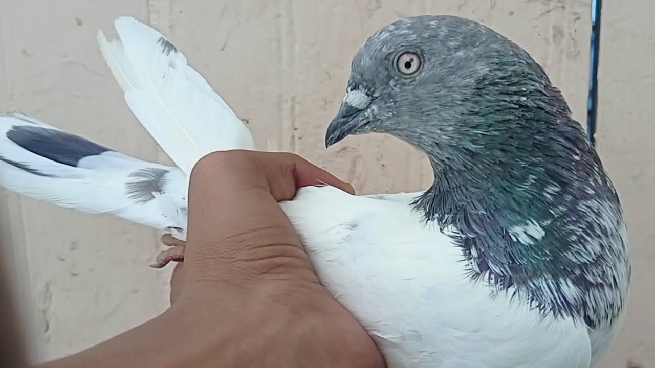 new king kabootar 😍 - YouTube