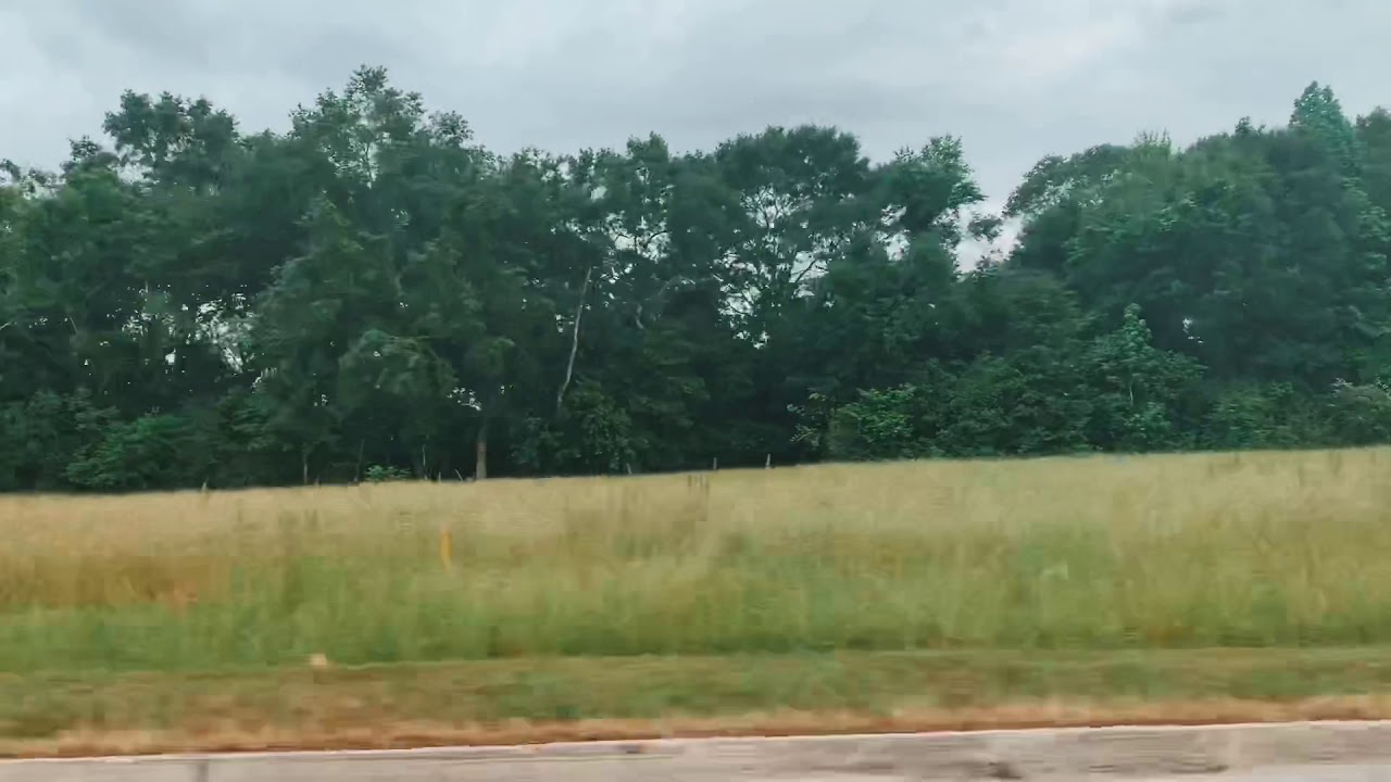 Manglier Tea: Louisiana’s Oldest Immune Boosting Elixir - YouTube