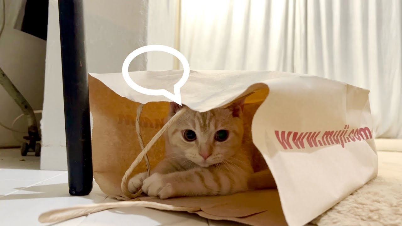 I bought the popular Muji cat that's trending right now?? - YouTube