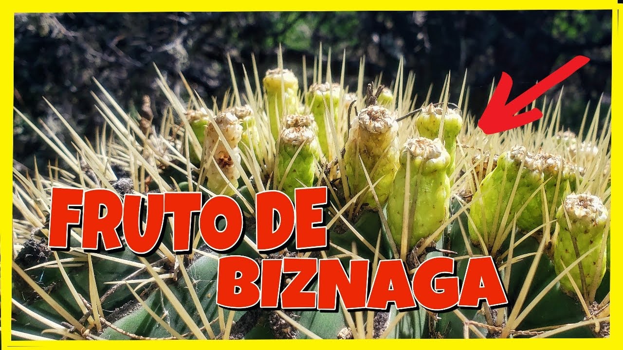 RECOLECTANDO FRUTOS DE BIZNAGAS🌵☀️ - YouTube