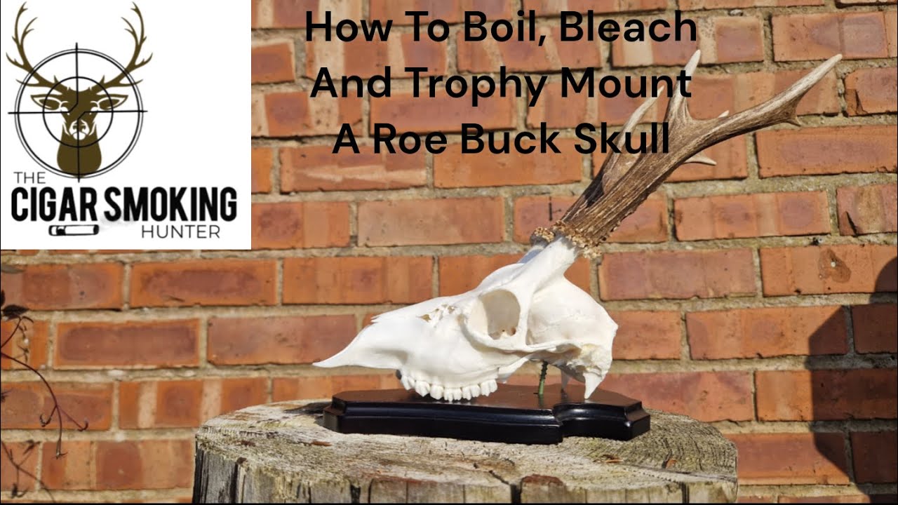How To Boil, Bleach And Trophy Munt A Roe Buck Skull - YouTube