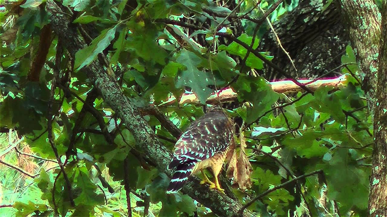 hawk test video - YouTube