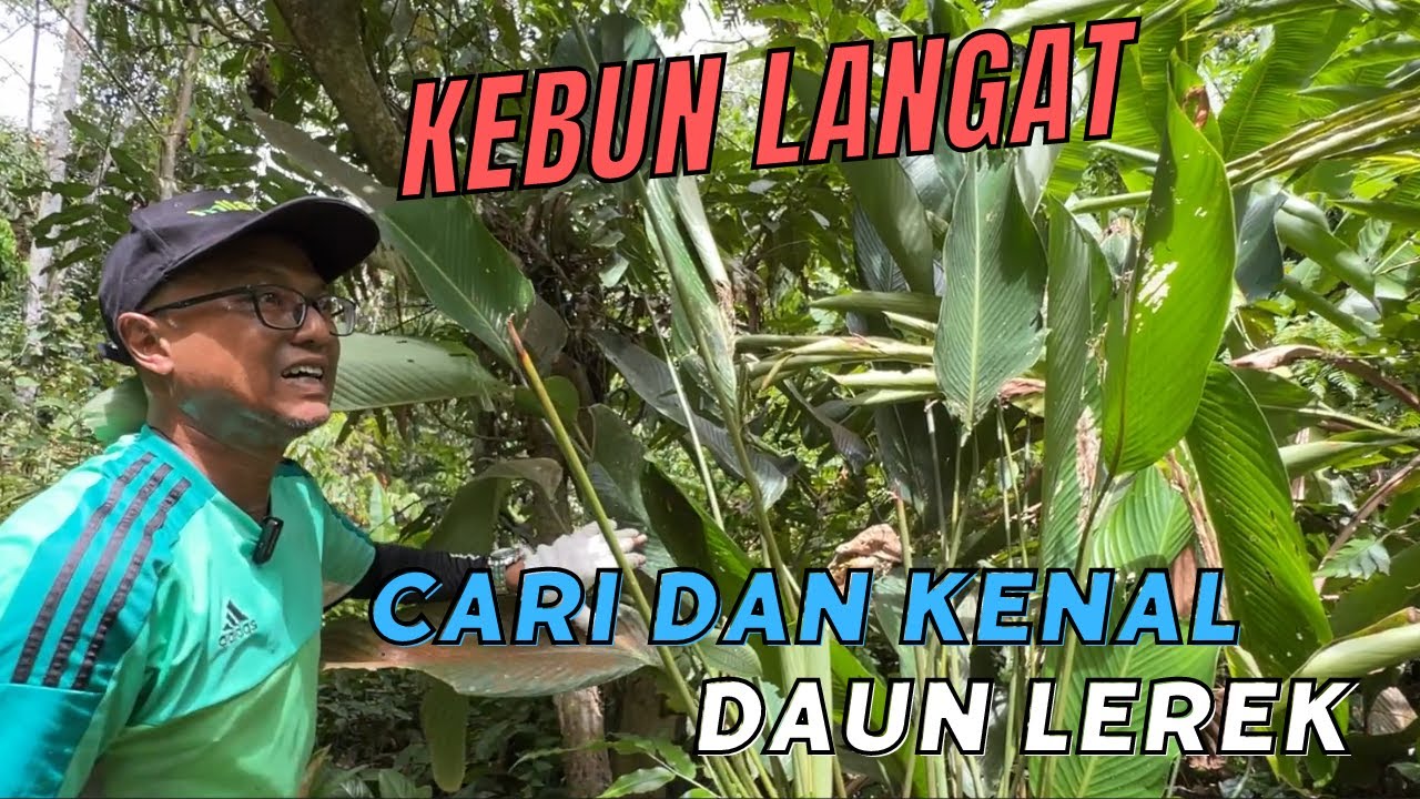 Kebun Langat: Mencari dan Mengenali Daun Lerek - YouTube