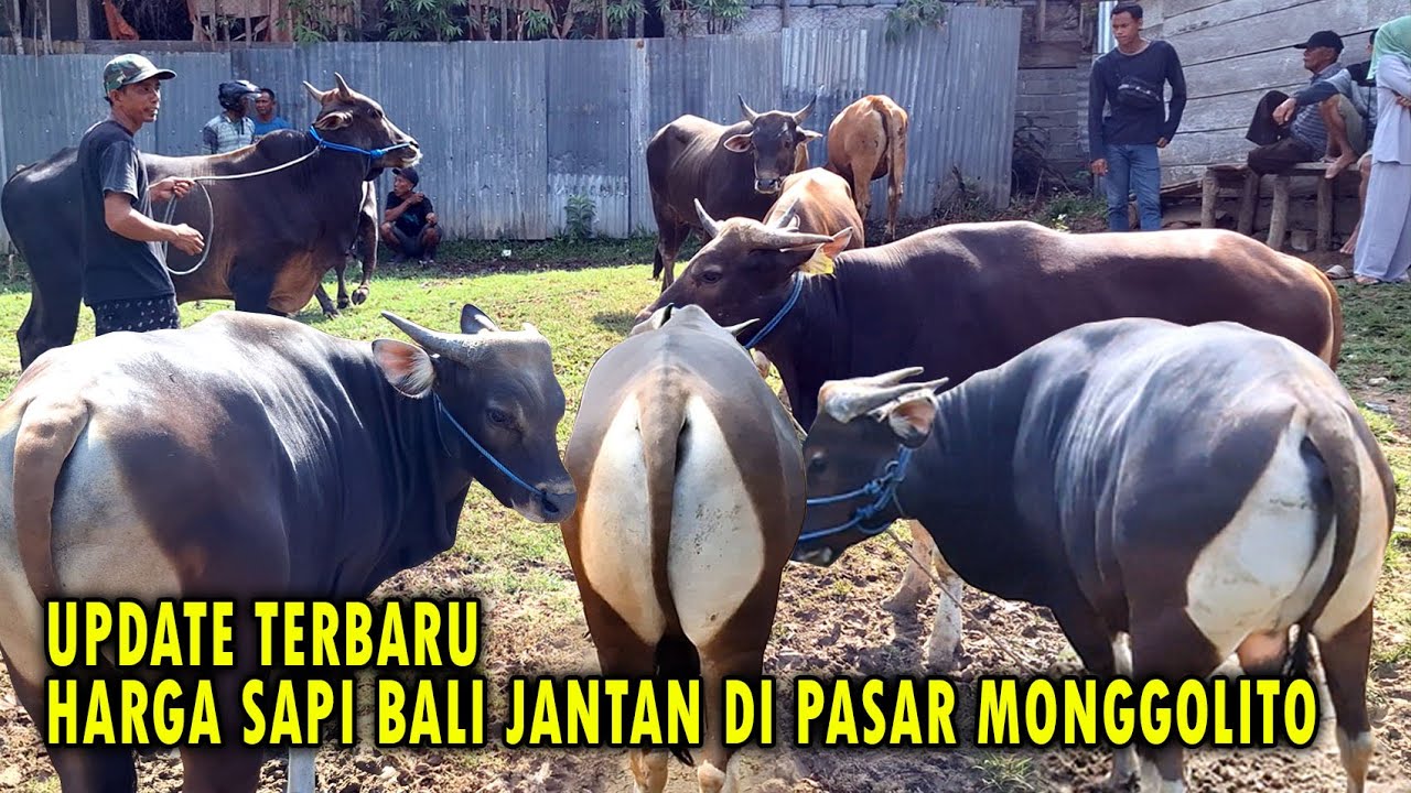 Pasar Sapi Monggolito Gorontalo !! Harga Sapi Bali Jantan Super # ...