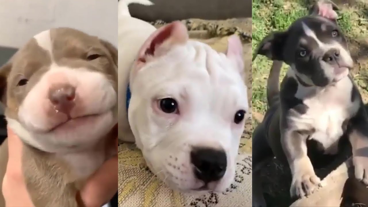 Pitbulls Being Wholesome EP. 6 | Funny and Cute Pitbull Compilation ...