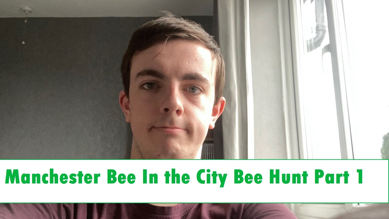 Manchester Bee in the City Bee Hunt Part 1 - YouTube