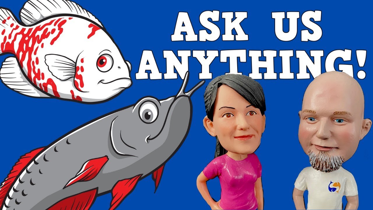 Ask Us Anything, Fish, Life, Business, Whatever!! (Live Stream) - YouTube