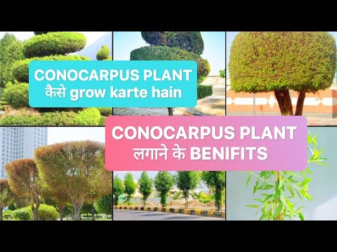 Conocarpus tree, conocarpus plant,Green Arch, Green plant boundary ...