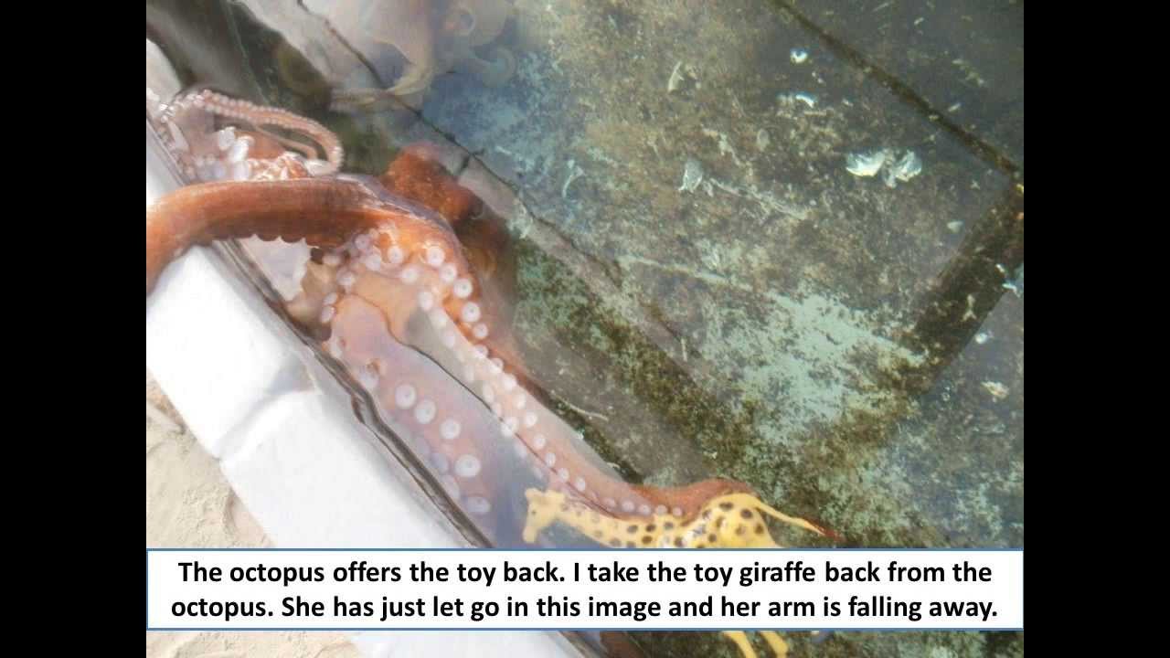 "Octopus and Toy Giraffe" by Gulf Specimen Aquarium - YouTube