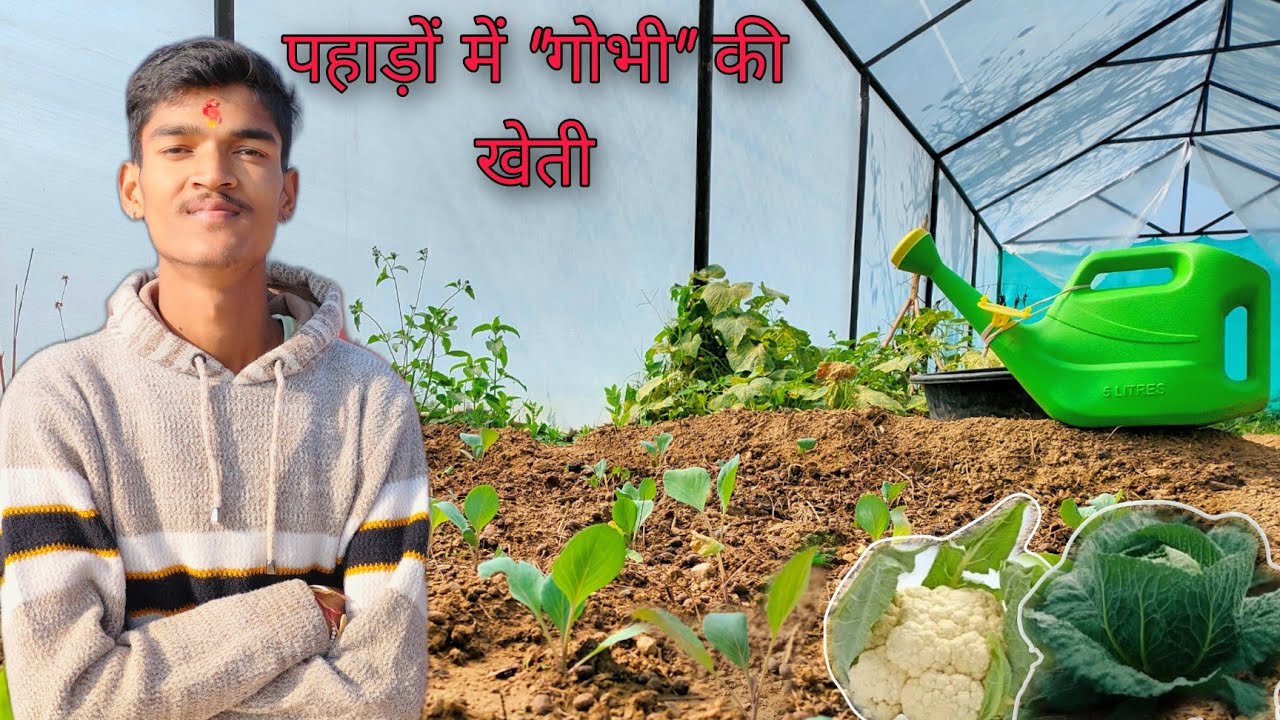 पॉलीहाउस के अंदर गोभी की खेती || Cauliflower Farming In Poly house || Vikesh Rawat Vlogs - YouTube