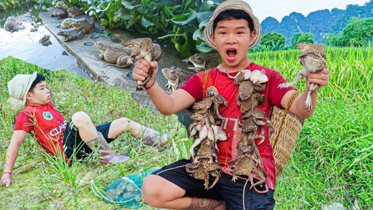 Frog Catching Skills - A Poor Orphan Boy Traps 8kg of Frogs - But ...