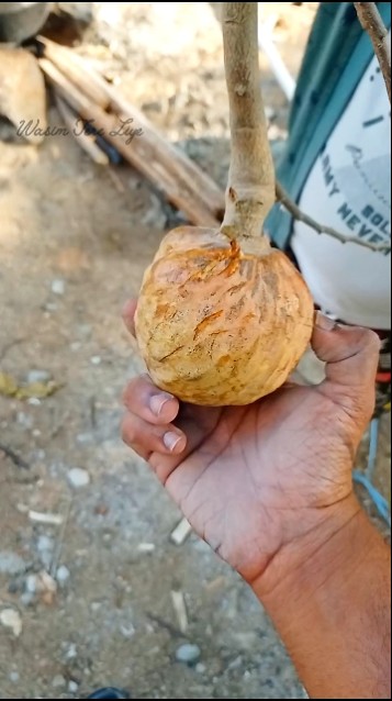 Seasonal Fruit Ramphal | Ramaphalam | Custard Apple #shorts # ...