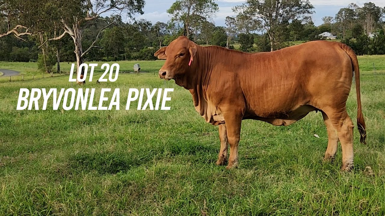 Lot 20 Bryvonlea Pixie - YouTube