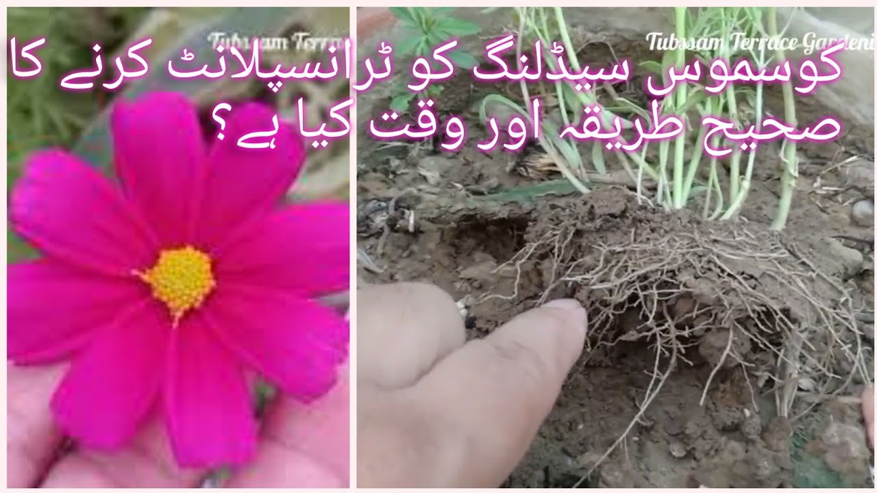 Cosmos flower seedlings update how to transplant cosmos ceiling with ...