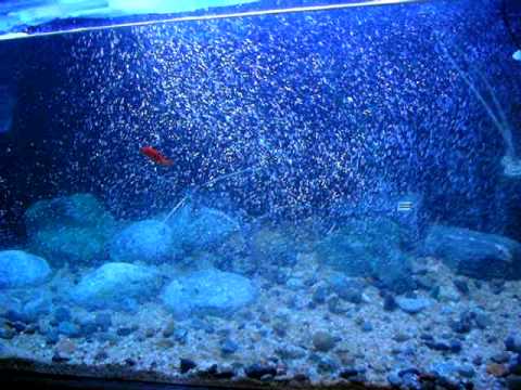 100cm Tank Goslinia platynema ゴスリニアの100cm水槽 - YouTube