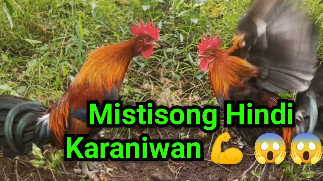 manok labuyo hunting/ red jungle fowl/wild chicken hunting/ayam hutan ...