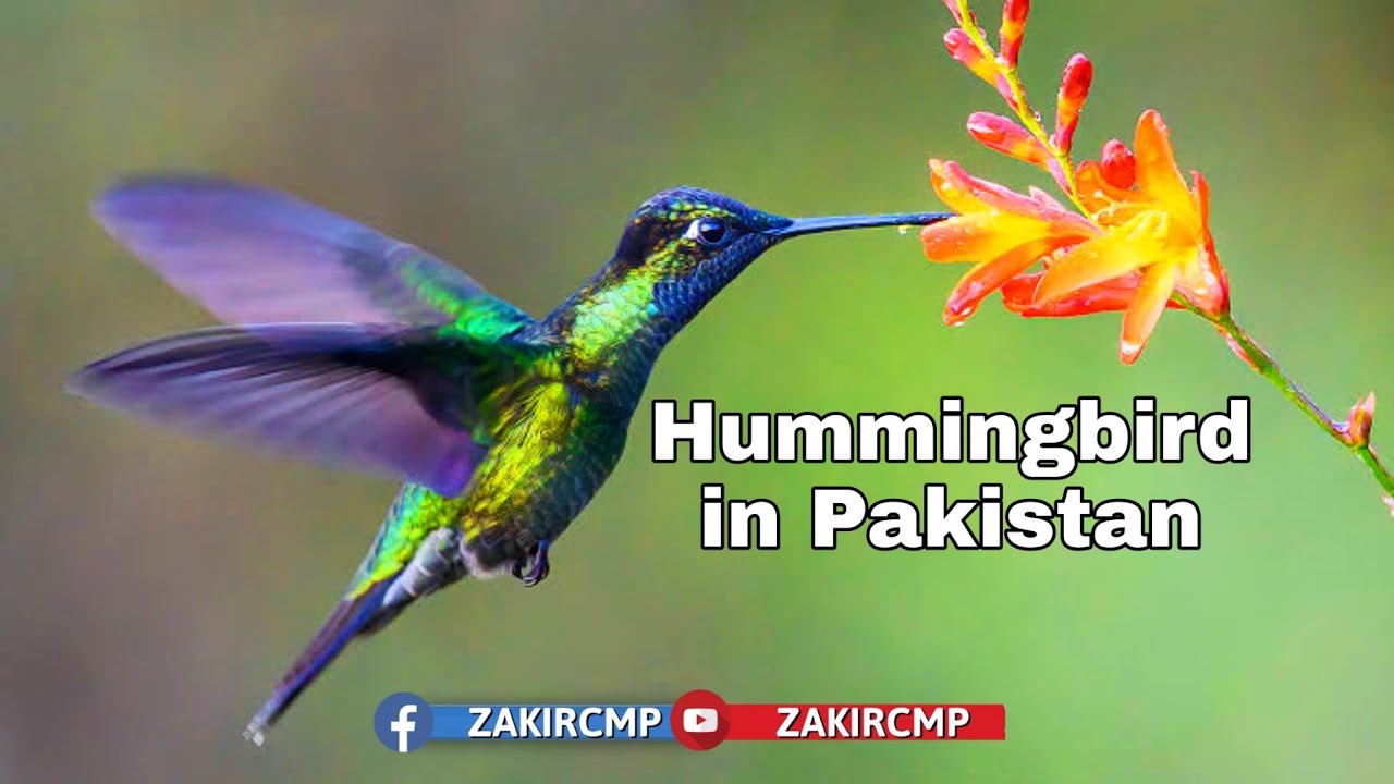Hummingbird in Pakistan || ZAKIRCMP - YouTube
