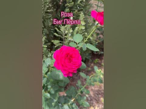 Роза чайно-гибридная Биг Пёрпл, первогодка. #розы #rose #цветы #flowers ...