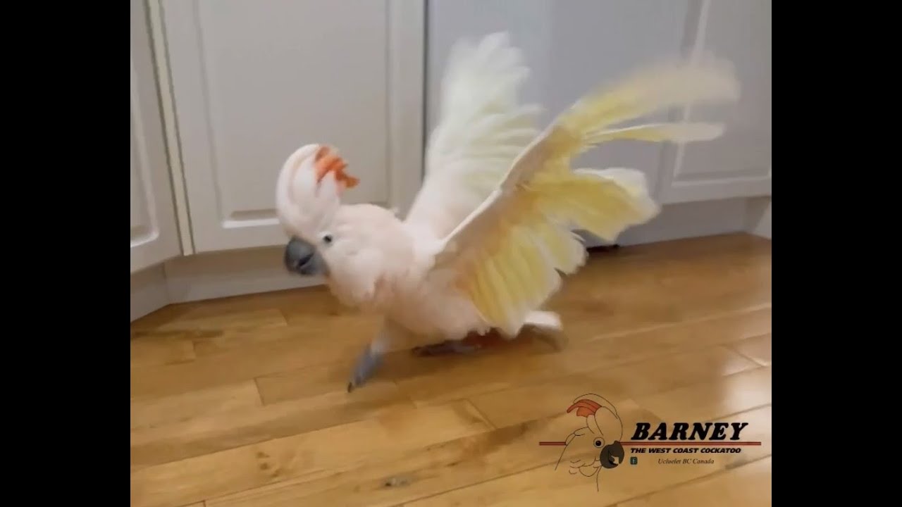And a Woo Woo Woo to you too! #happydance 🕺👻 - YouTube