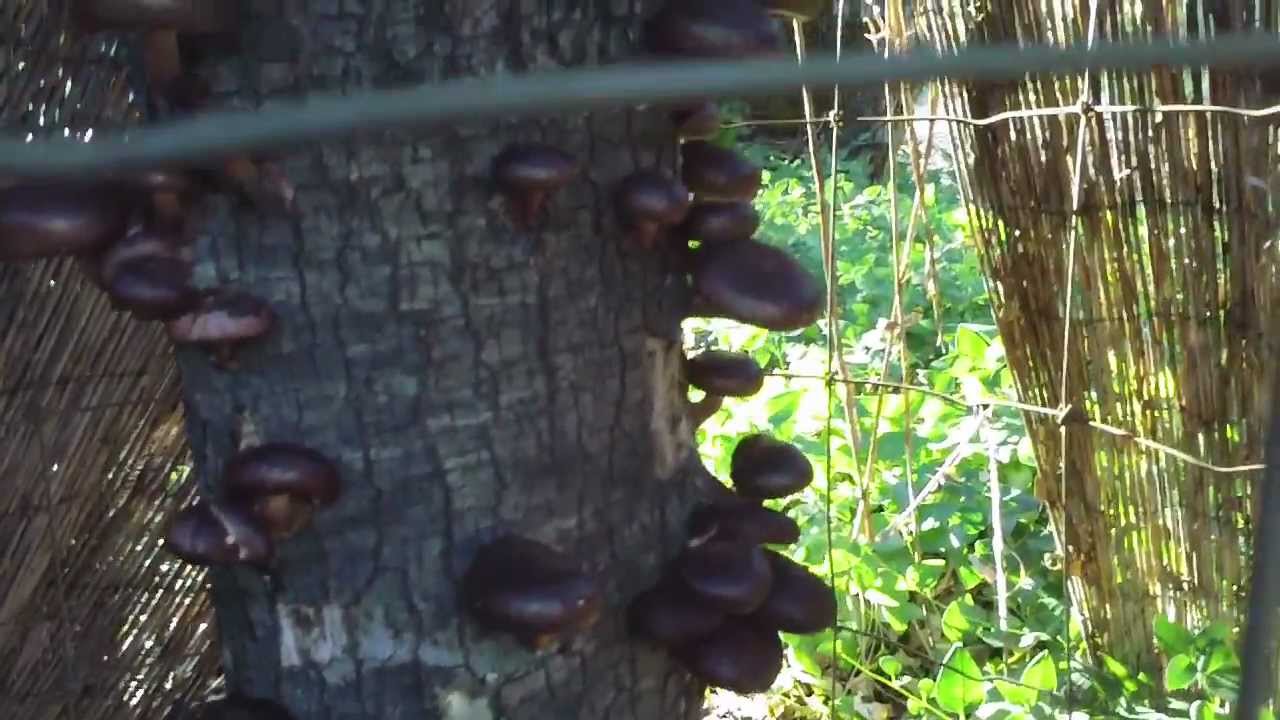 Mark Perko...... Occupy this Shiitake Log - YouTube